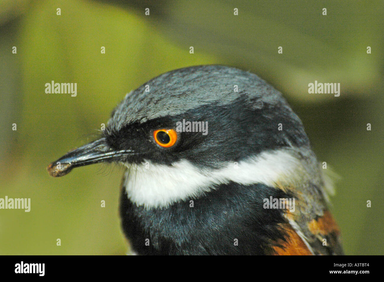 Batis bird hi-res stock photography and images - Alamy