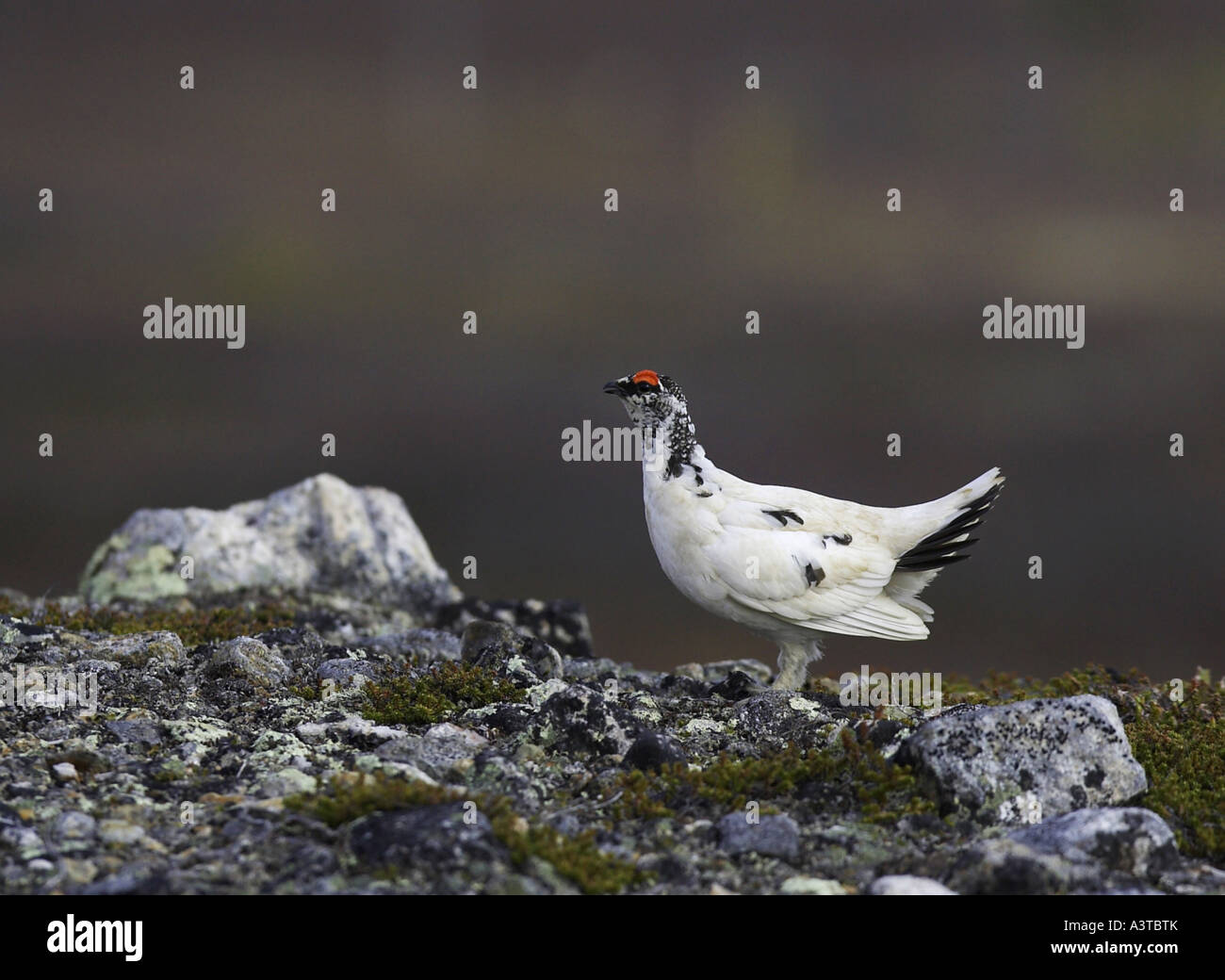 rock ptarmigan (Lagopus mutus), in habitat Stock Photo - Alamy