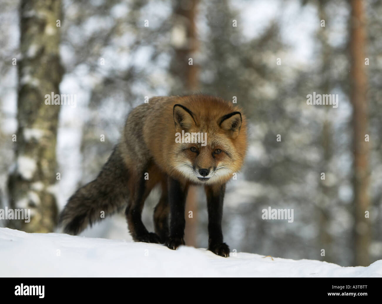red fox (Vulpes vulpes), in snow, Finland Stock Photo - Alamy
