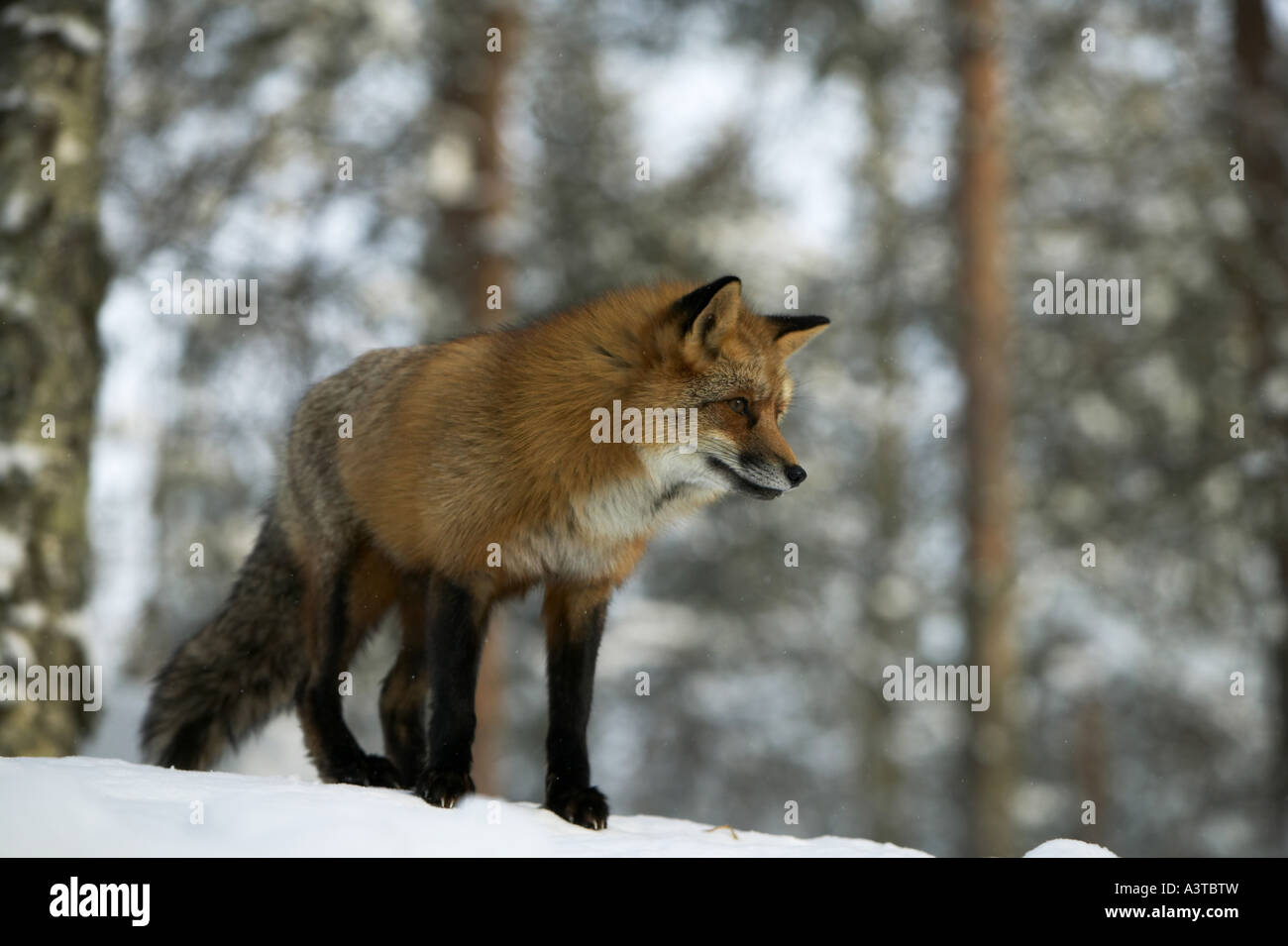 red fox (Vulpes vulpes), in snow, Finland Stock Photo - Alamy