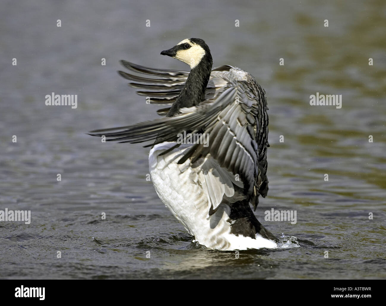 barnacle goose (Branta leucopsis), flapping wings Stock Photo - Alamy