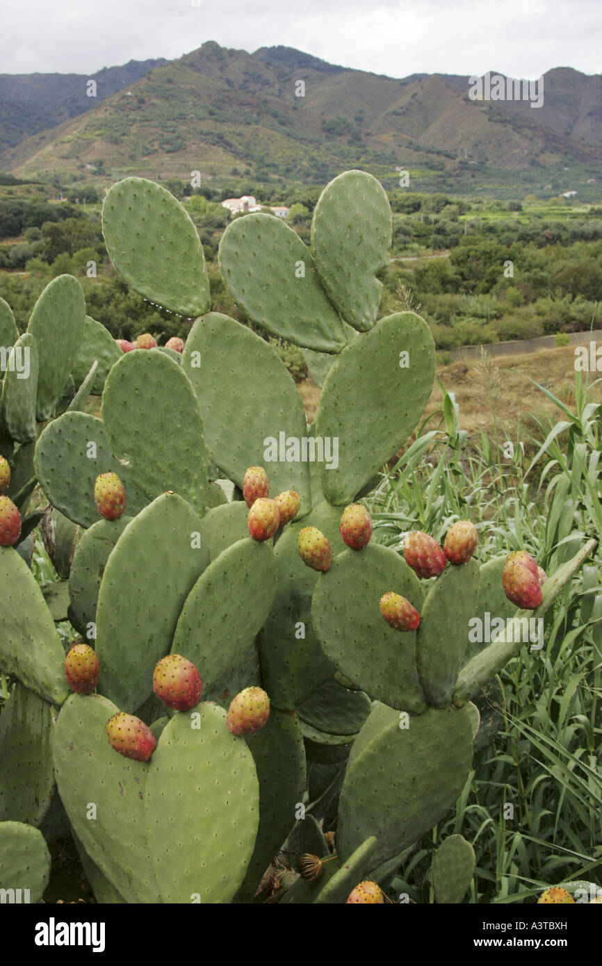 Indian fig, cactus pear (Opuntia ficus-indica, Opuntia ficus-barbarica ...