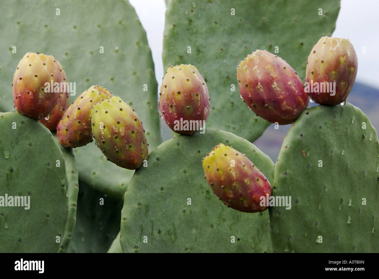 Indian fig, cactus pear (Opuntia ficus-indica, Opuntia ficus-barbarica ...