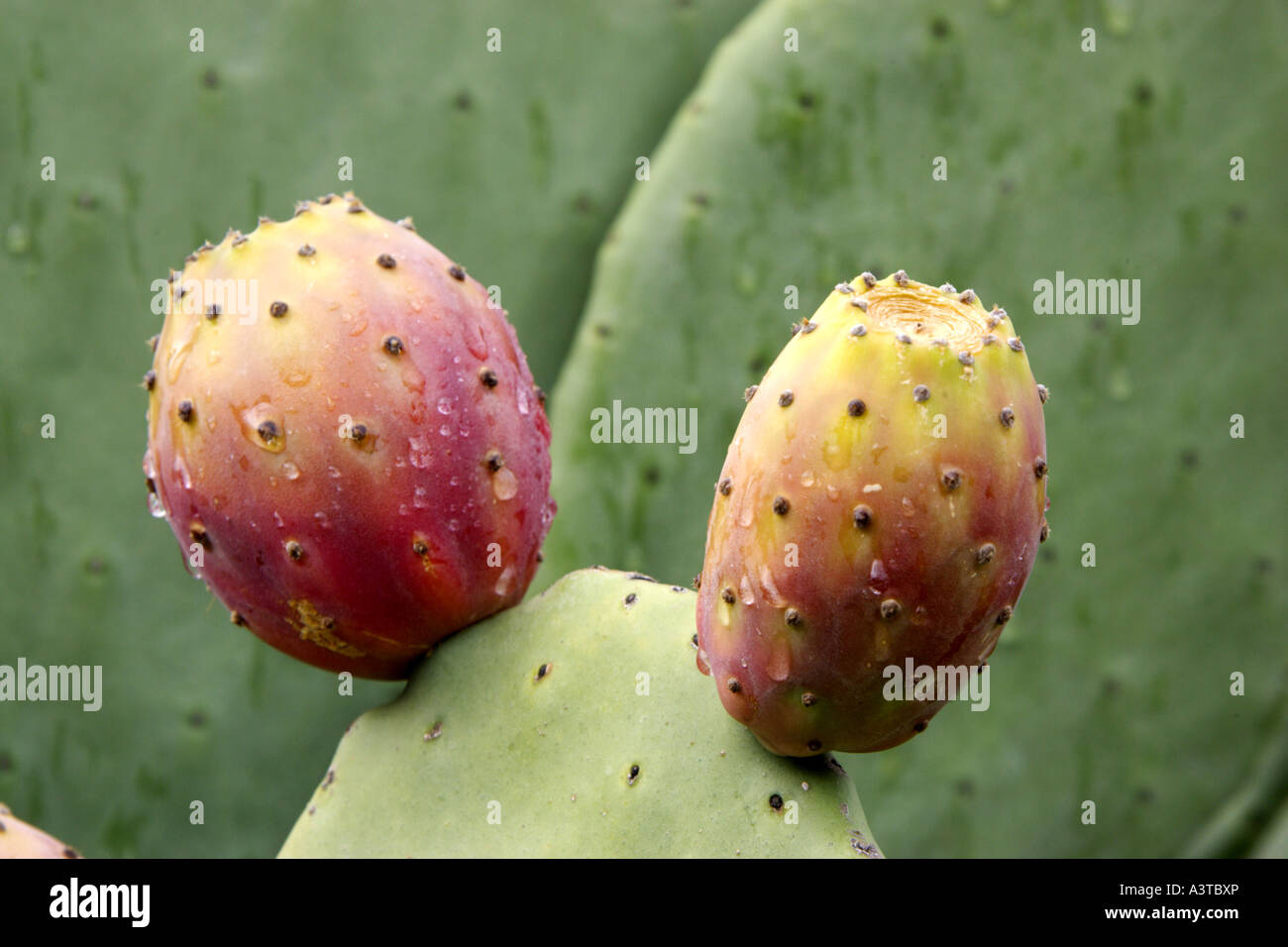 Indian fig, cactus pear (Opuntia ficus-indica, Opuntia ficus-barbarica ...