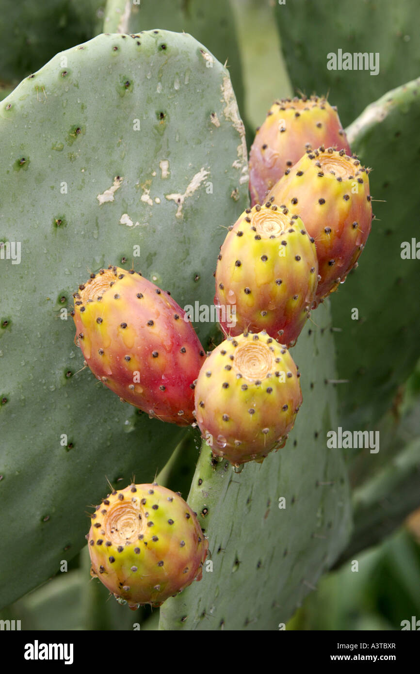 Indian fig, cactus pear (Opuntia ficus-indica, Opuntia ficus-barbarica ...