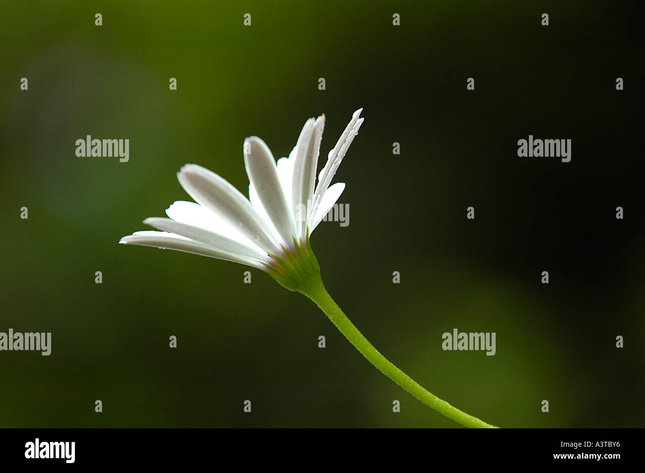 white daisy side view against dark background Stock Photo - Alamy