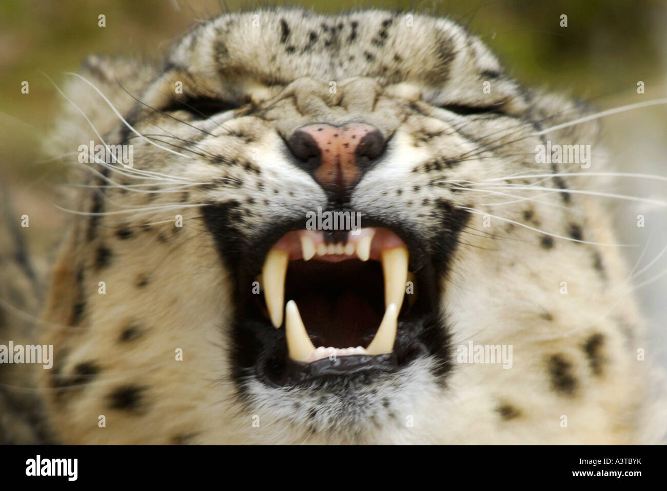 snow leopard (Uncia uncia, Panthera uncia), snarling Stock Photo - Alamy
