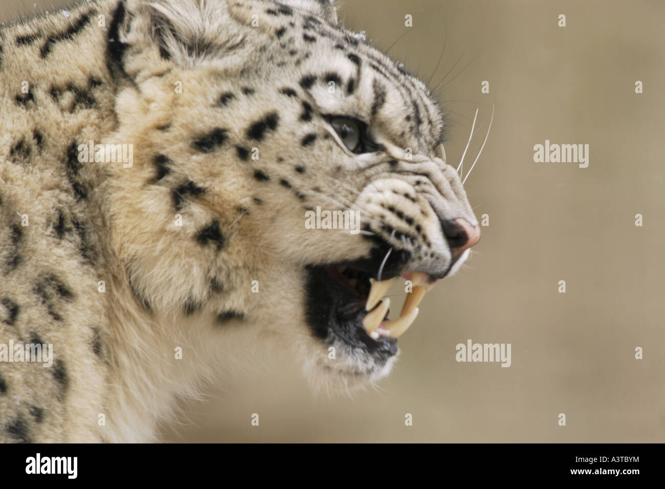 Leopards teeth mouth hi-res stock photography and images - Alamy