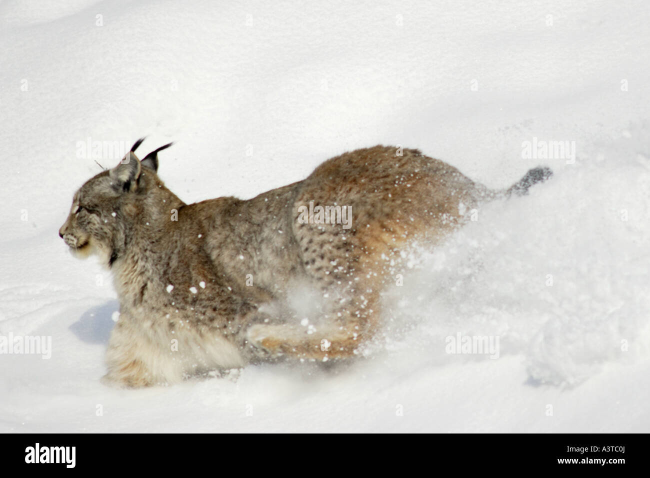 Eurasian lynx (Lynx lynx), running in snow Stock Photo - Alamy