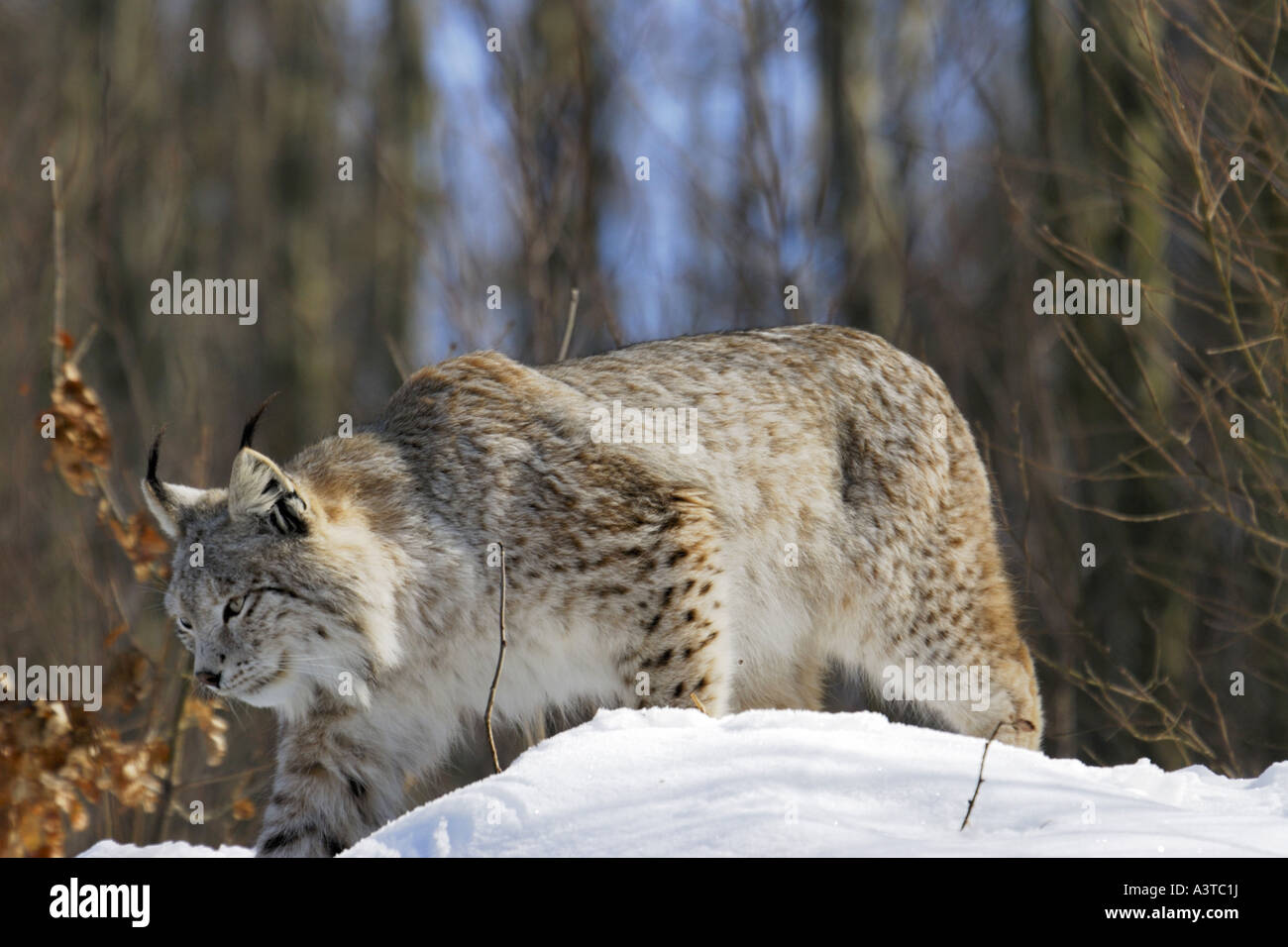 Eurasian lynx (Lynx lynx), walking in snow Stock Photo - Alamy