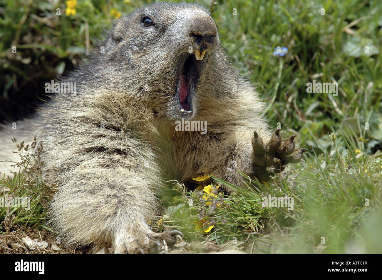 Tired Marmot High Resolution Stock Photography and Images - Alamy