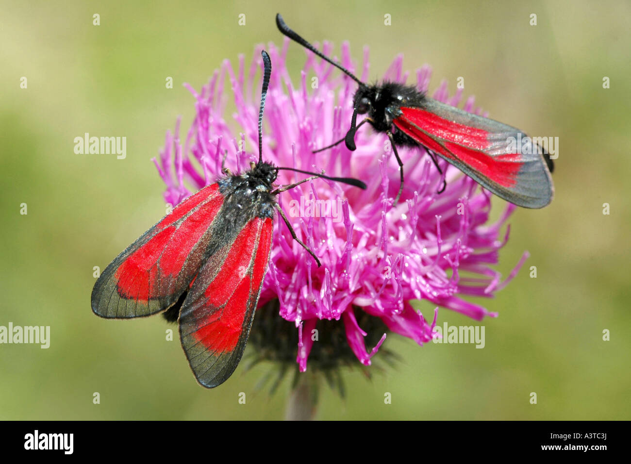 Transparent burnets hi-res stock photography and images - Alamy