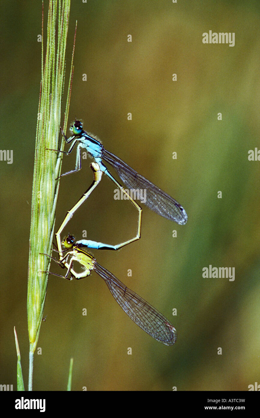 common ischnura, blue-tailed damselfly (Ischnura elegans), mating wheel ...