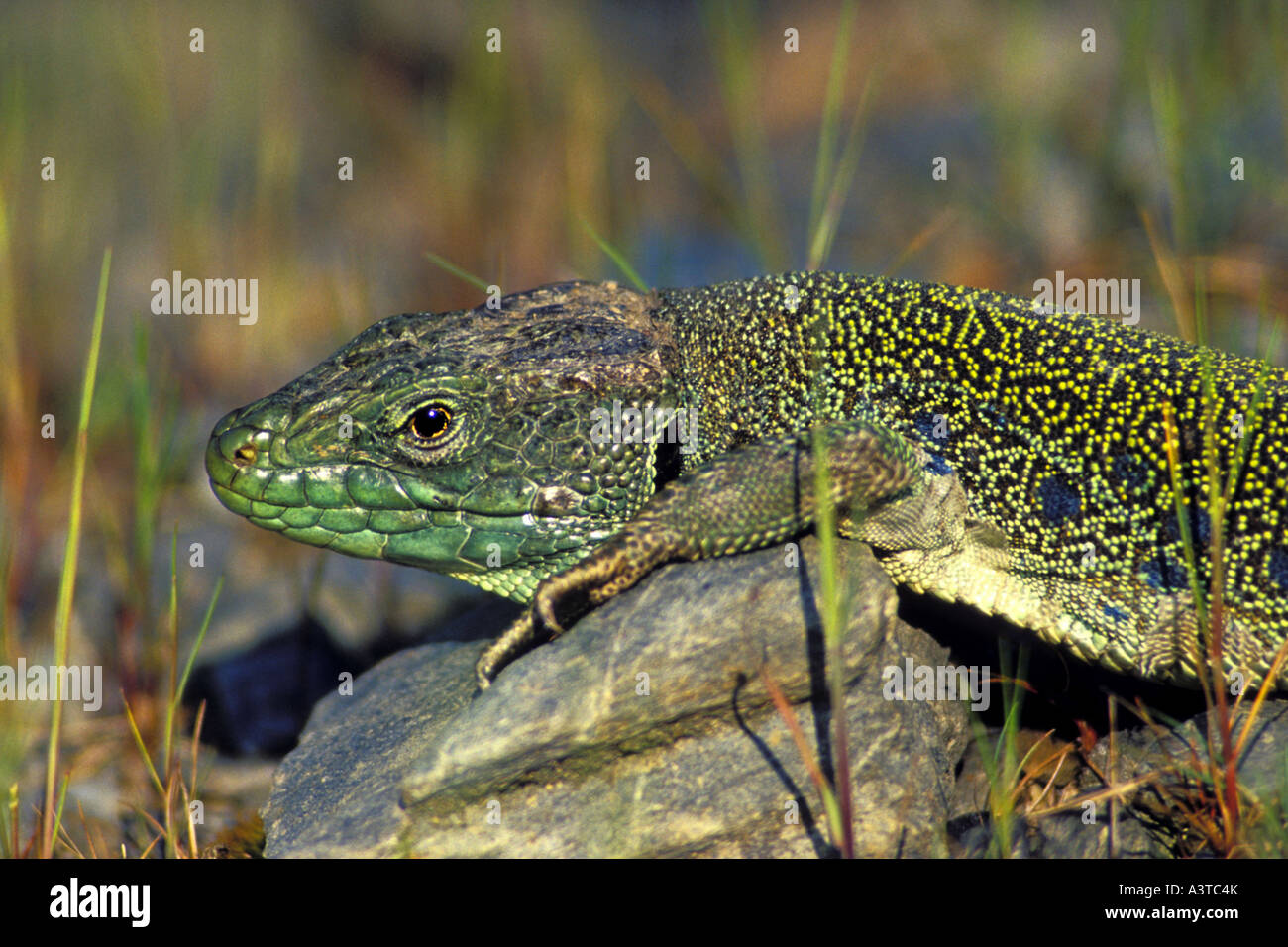 ocellated lizard, ocellated green lizard, eyed lizard, jewelled lizard ...