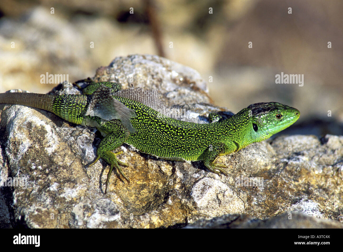 Western Green Lizard (Lacerta bilineata), skinning, Germany Stock Photo ...