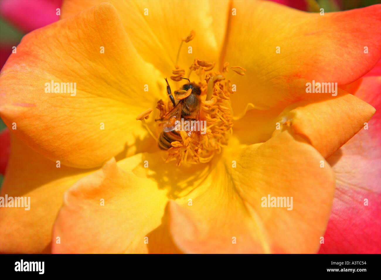 bee in rose Stock Photo - Alamy