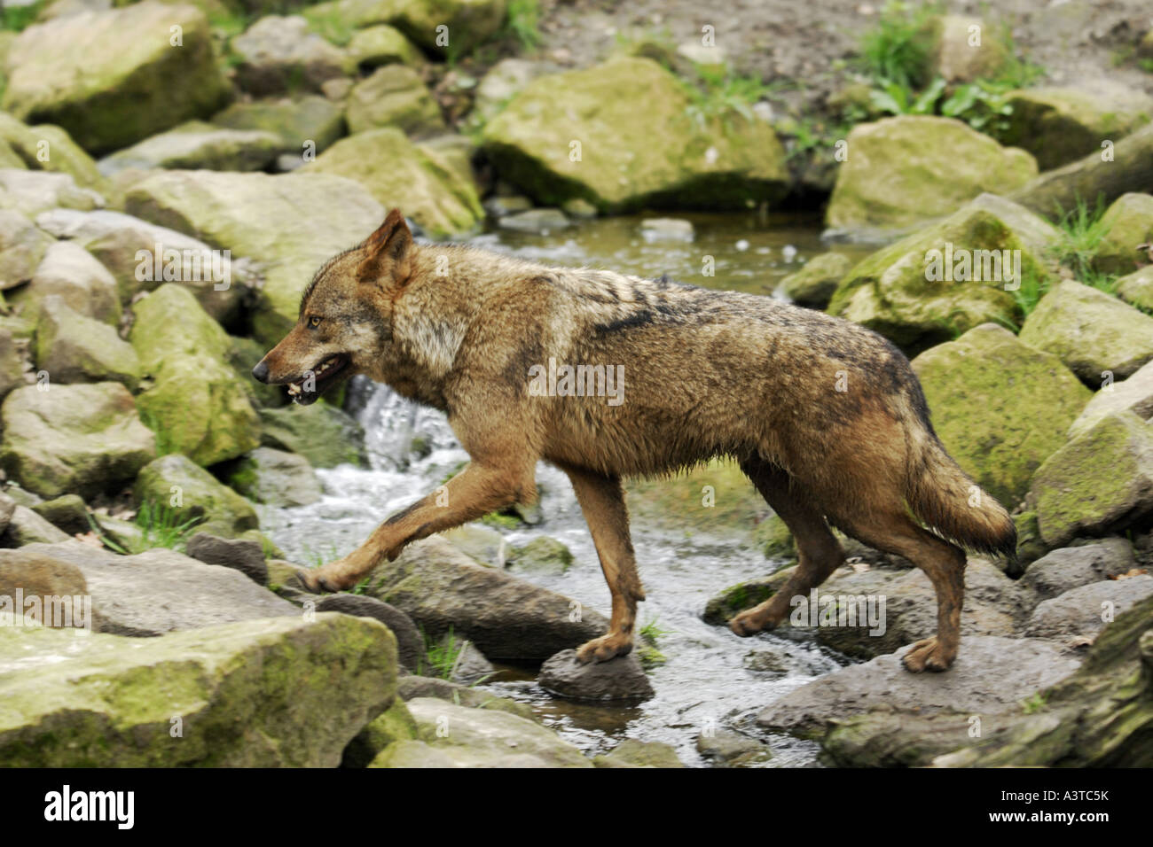 Iberic Wolf, Iberian Wolf (Canis lupus signatus), walking through creek ...