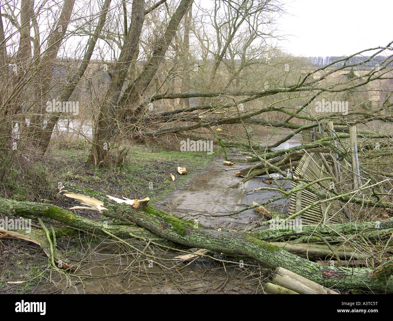 Broken willows hi-res stock photography and images - Alamy