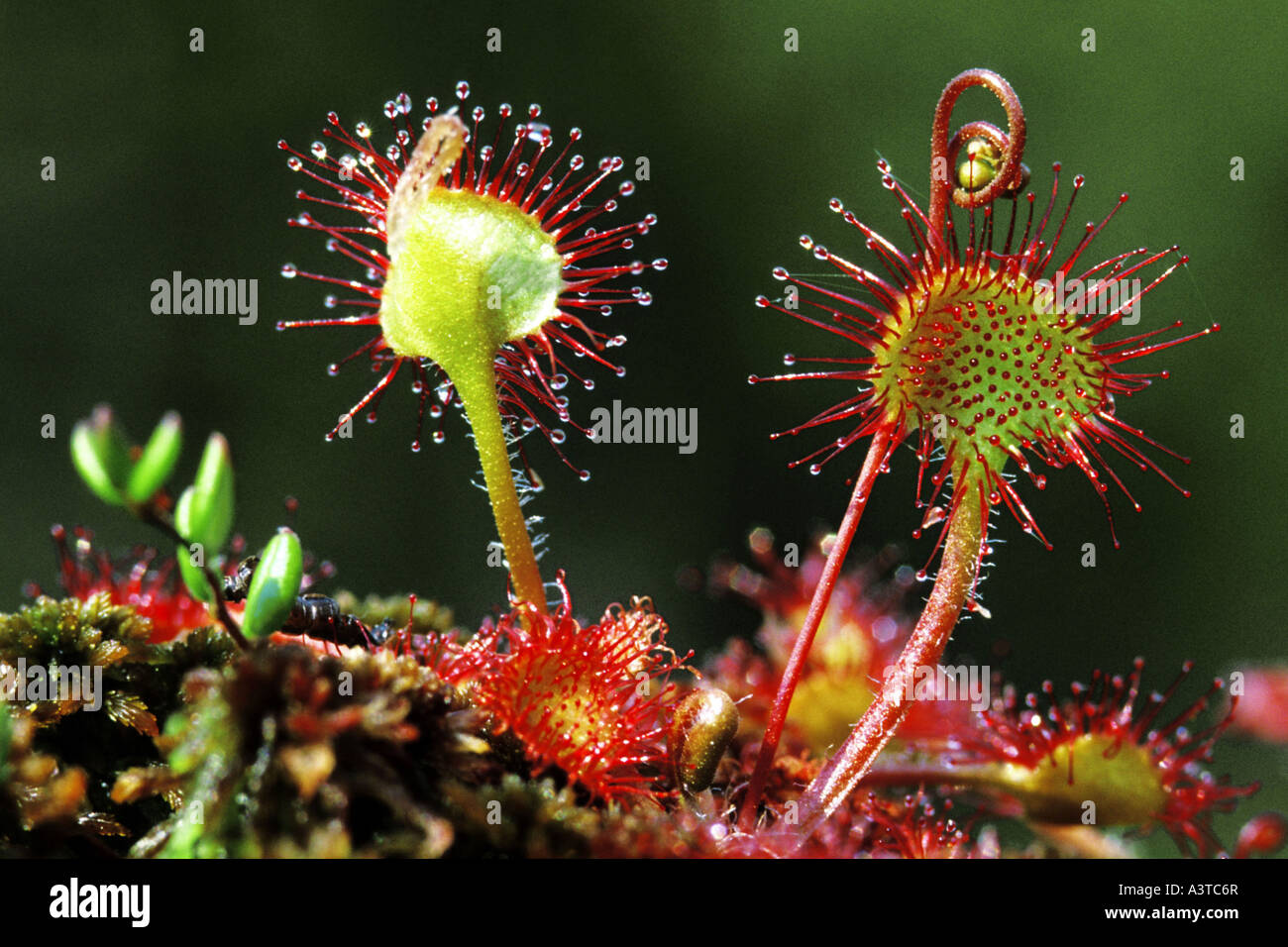 round-leaved sundew, roundleaf sundew (Drosera rotundifolia), Poland ...