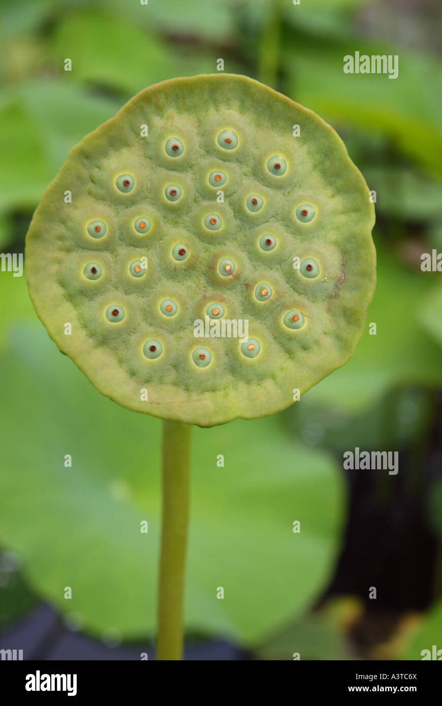 East Indian lotus (Nelumbo nucifera), fruit Stock Photo - Alamy