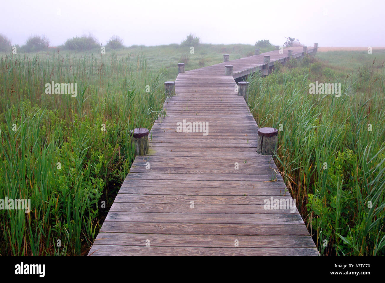 Boardwalk board walk strait into horizon with nature landscape idea ...