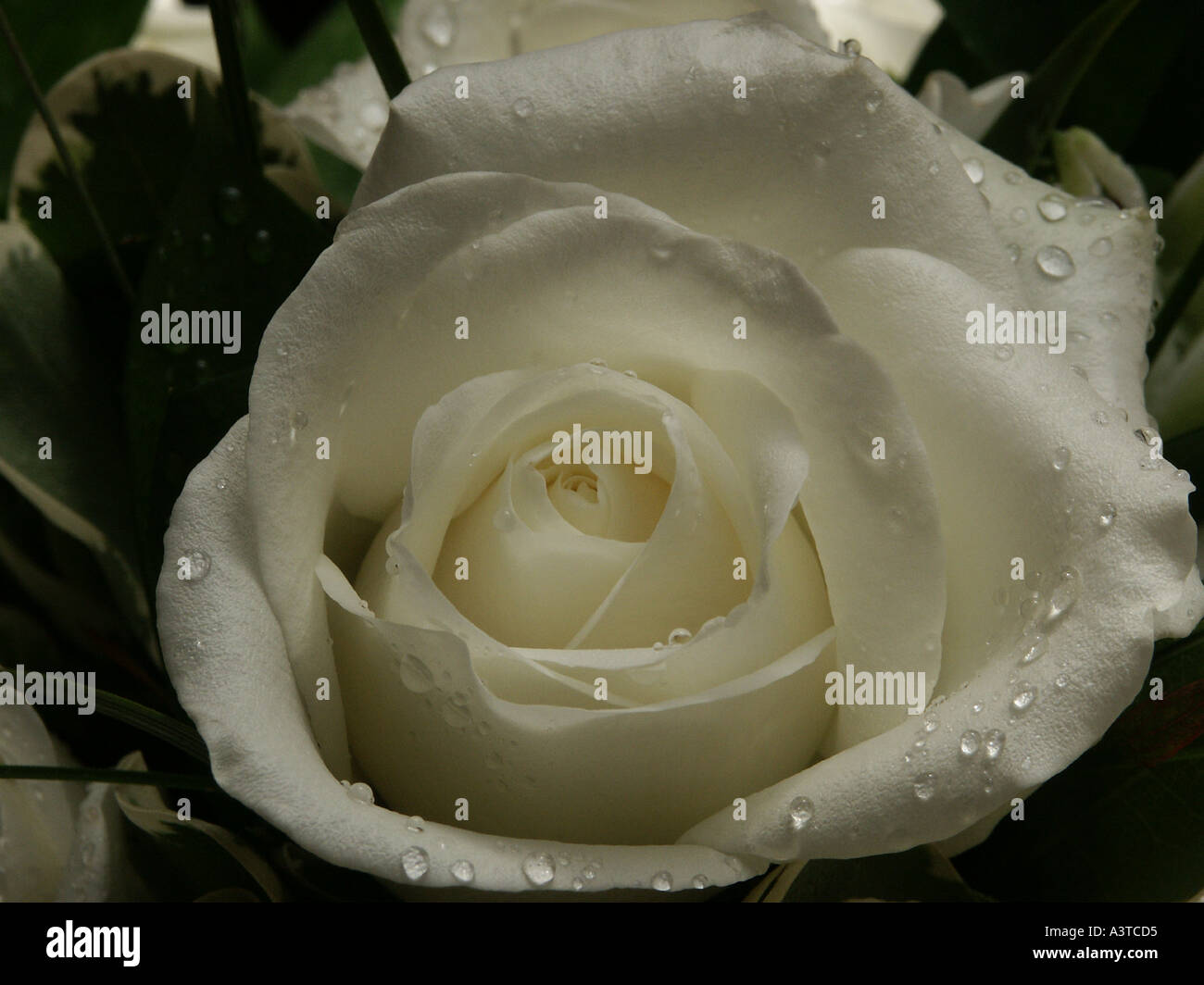 Singe rose hi-res stock photography and images - Alamy
