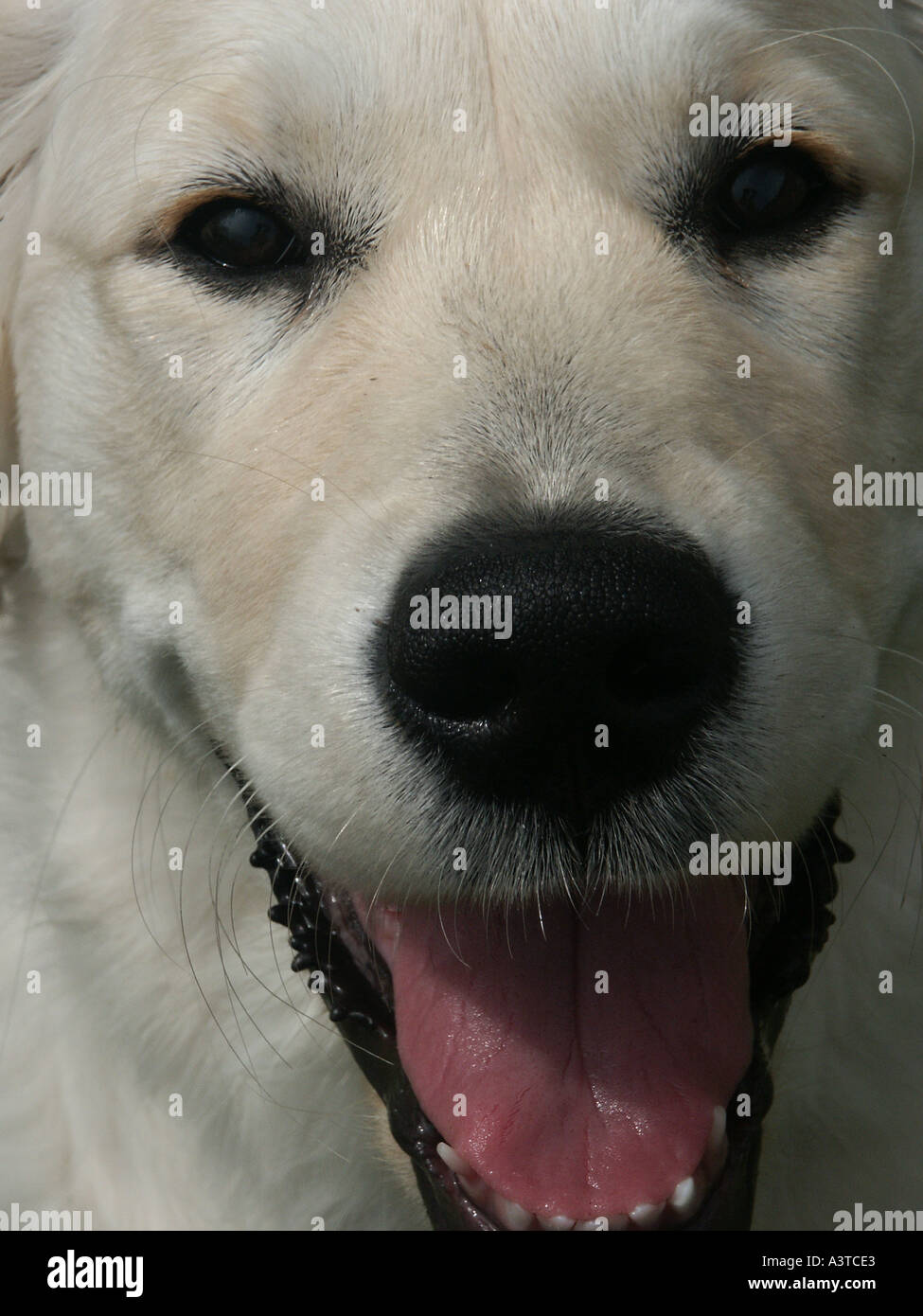 Face of a young Golden Retriever Stock Photo - Alamy