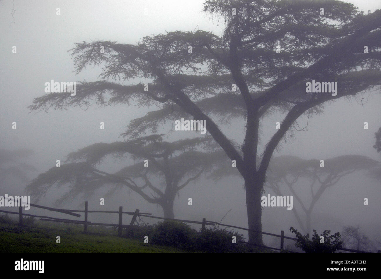 acacia trees in the mist, Vumba mountains, Zimbabwe Stock Photo - Alamy
