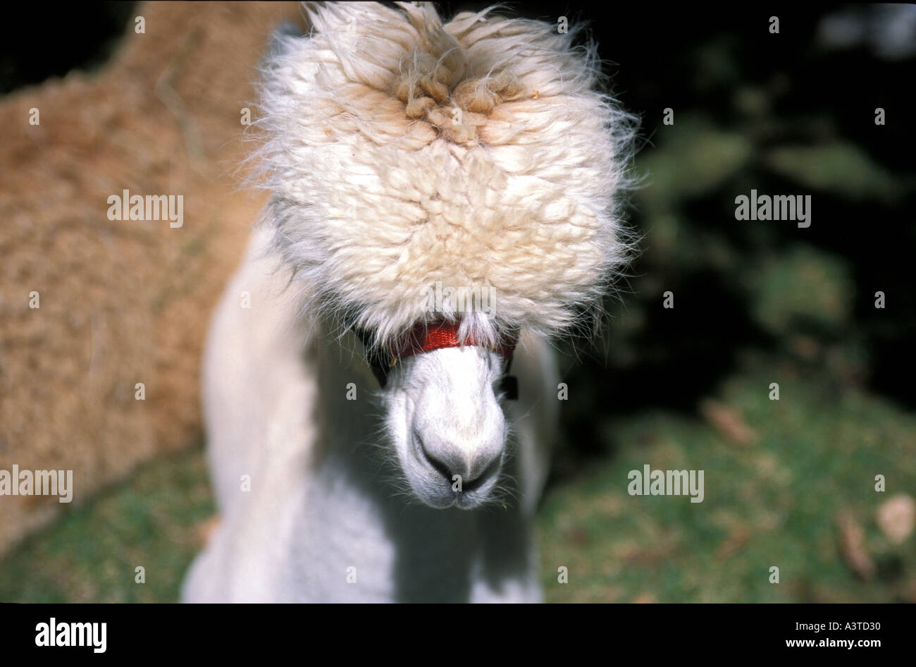 Alpacca hi-res stock photography and images - Alamy