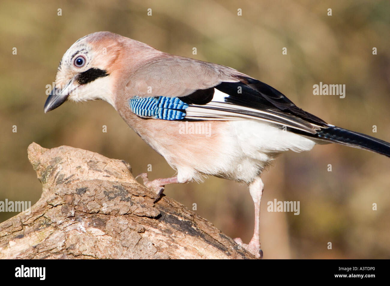 European Jay Garrulus Glandarius Stock Photo - Alamy