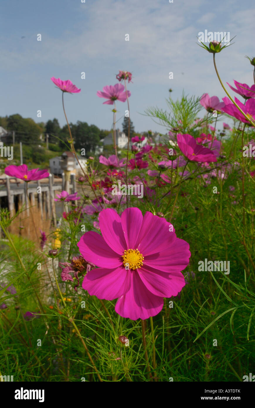 Castine town home of the Maine Marine Academy Stock Photo - Alamy