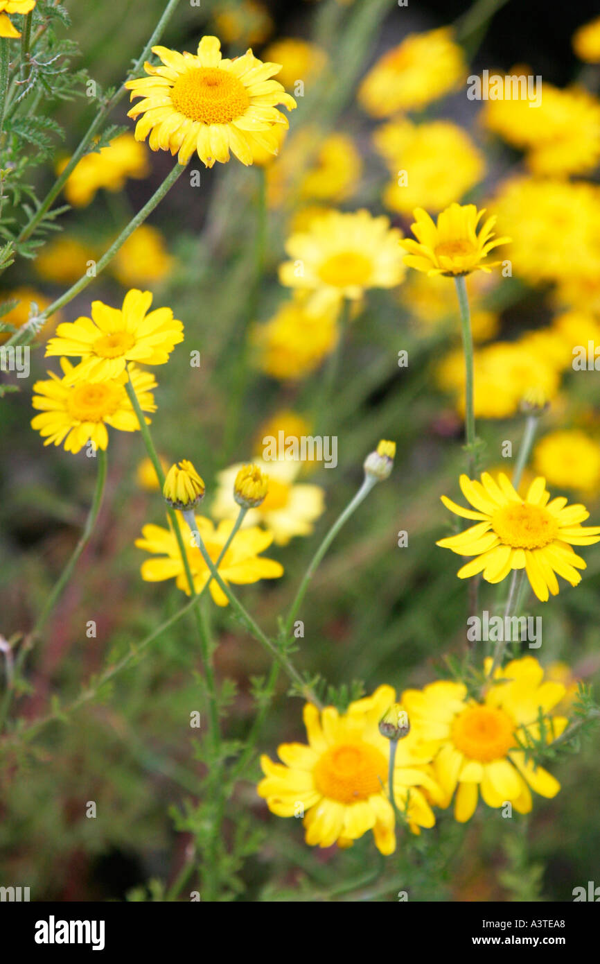 Yellow daisies, Harris island, The Hebrides, United Kingdom Stock Photo ...