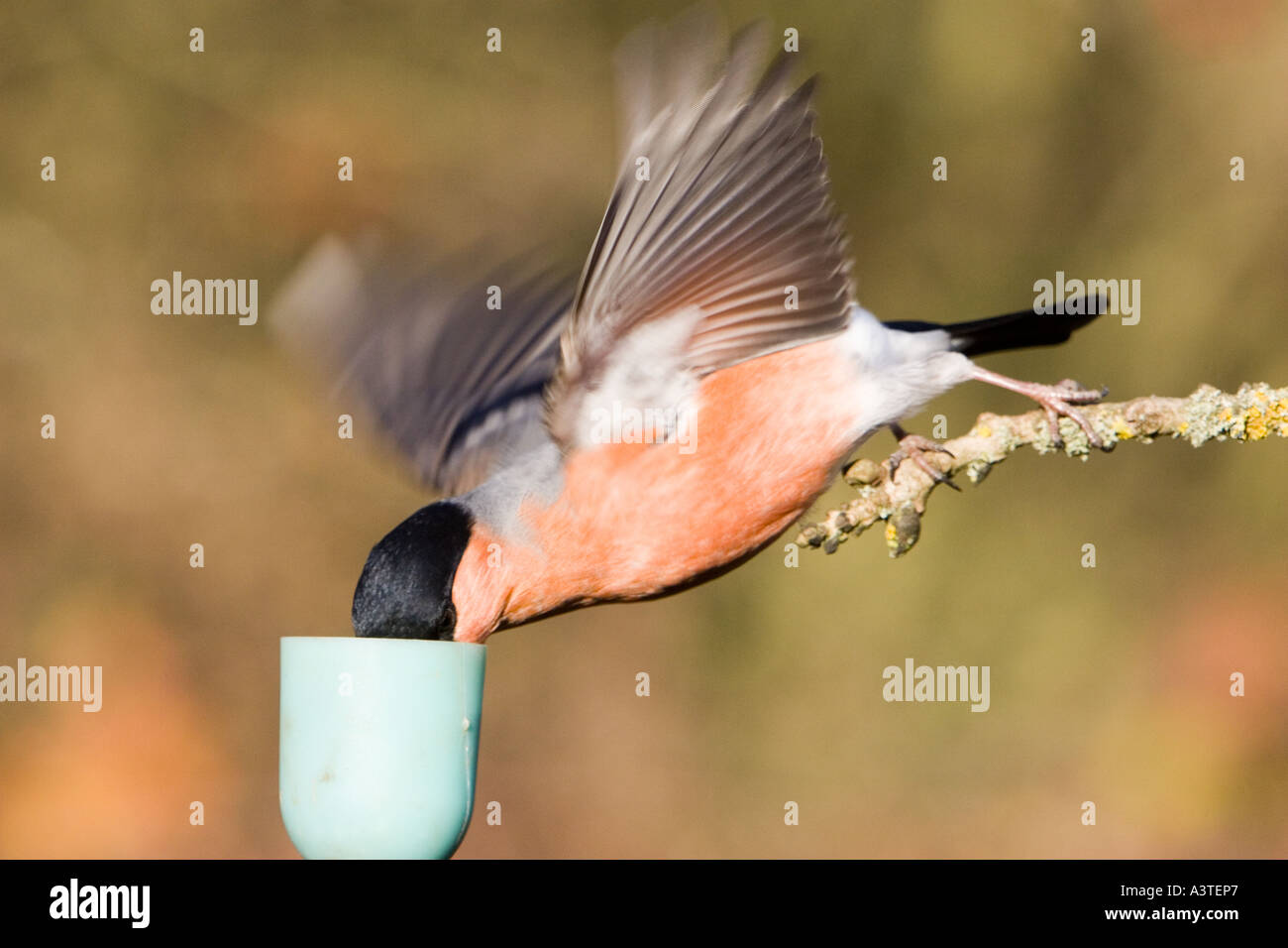 Flying male bullfinch hi-res stock photography and images - Alamy