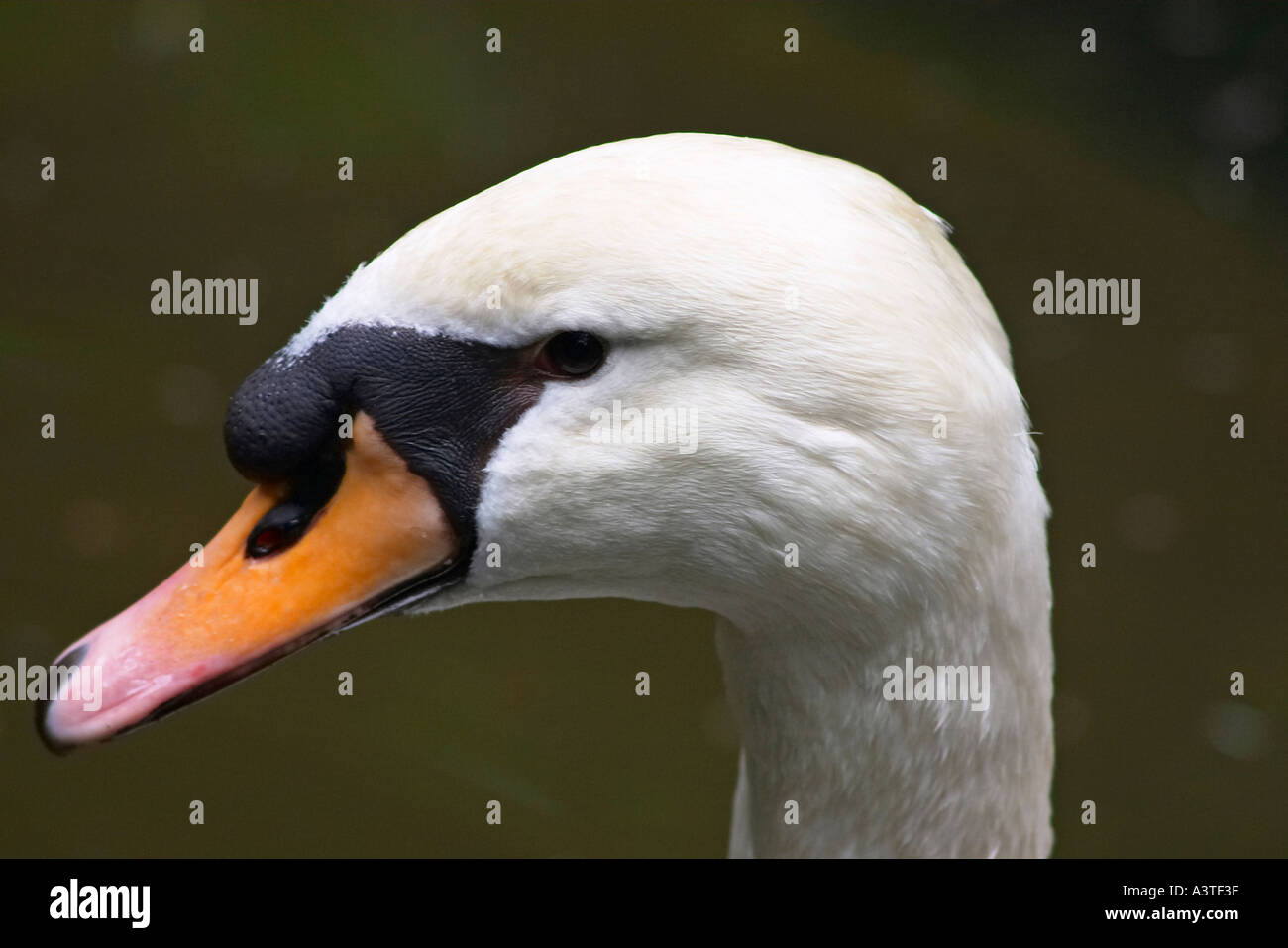 Parts heads swans hi-res stock photography and images - Alamy