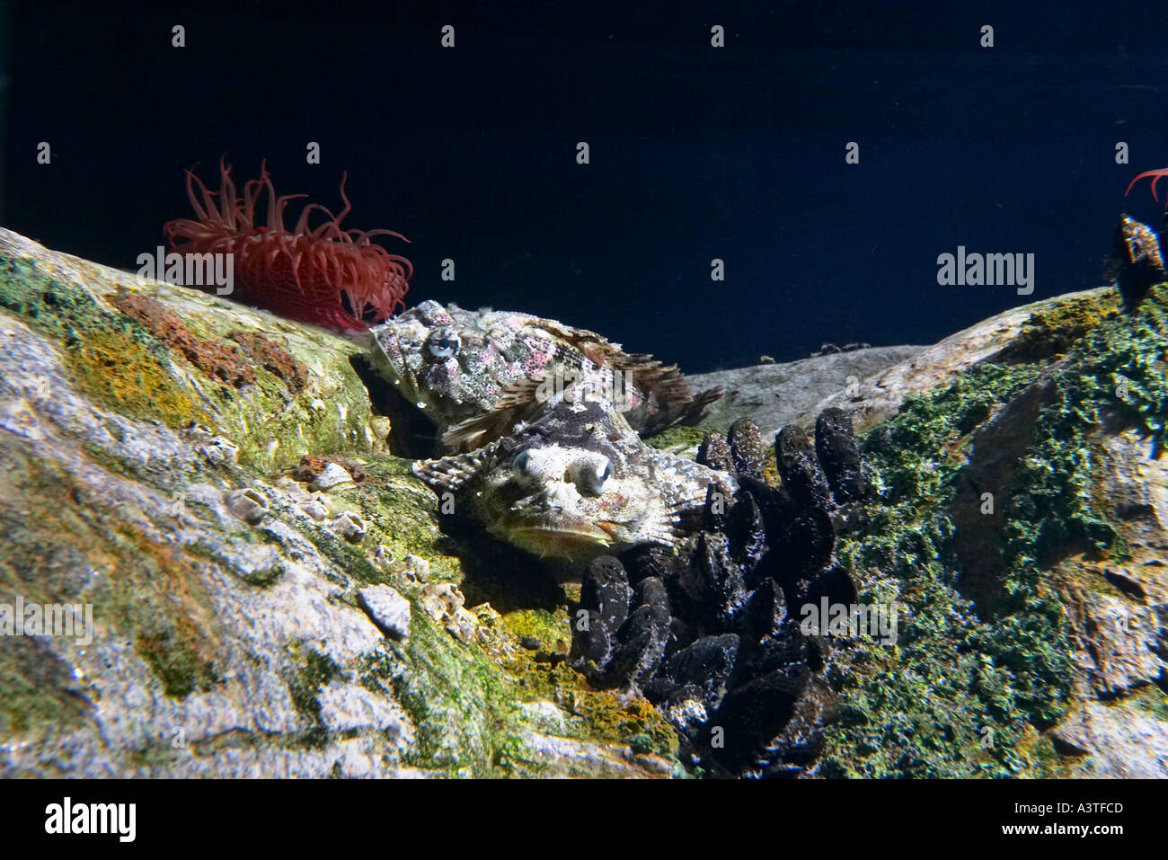 Diver and stone hi-res stock photography and images - Alamy