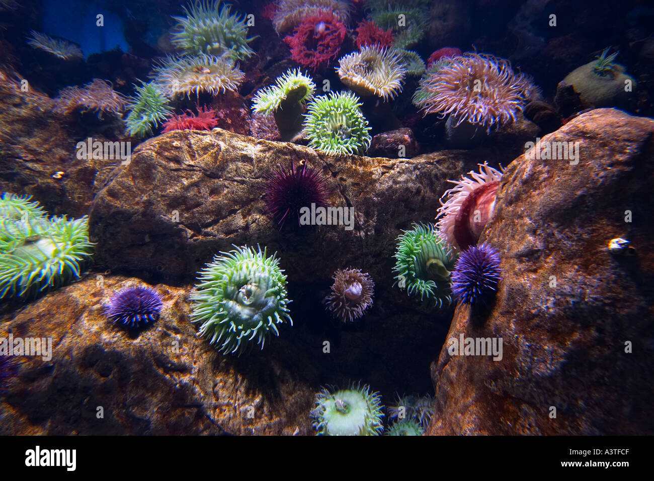 Colorful sea anemone hi-res stock photography and images - Alamy