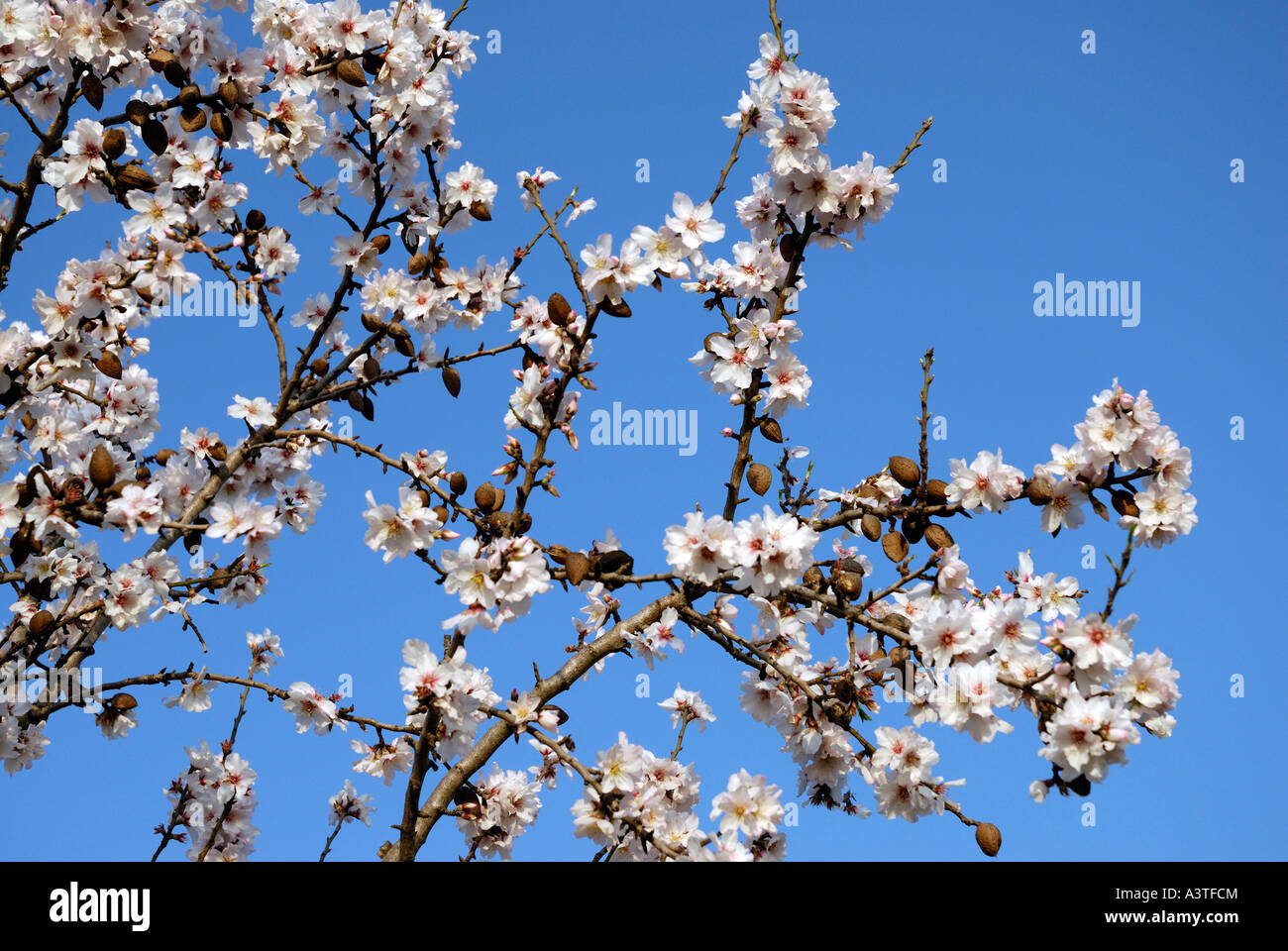 Blooming almond, branches with flowers and fruits Stock Photo - Alamy