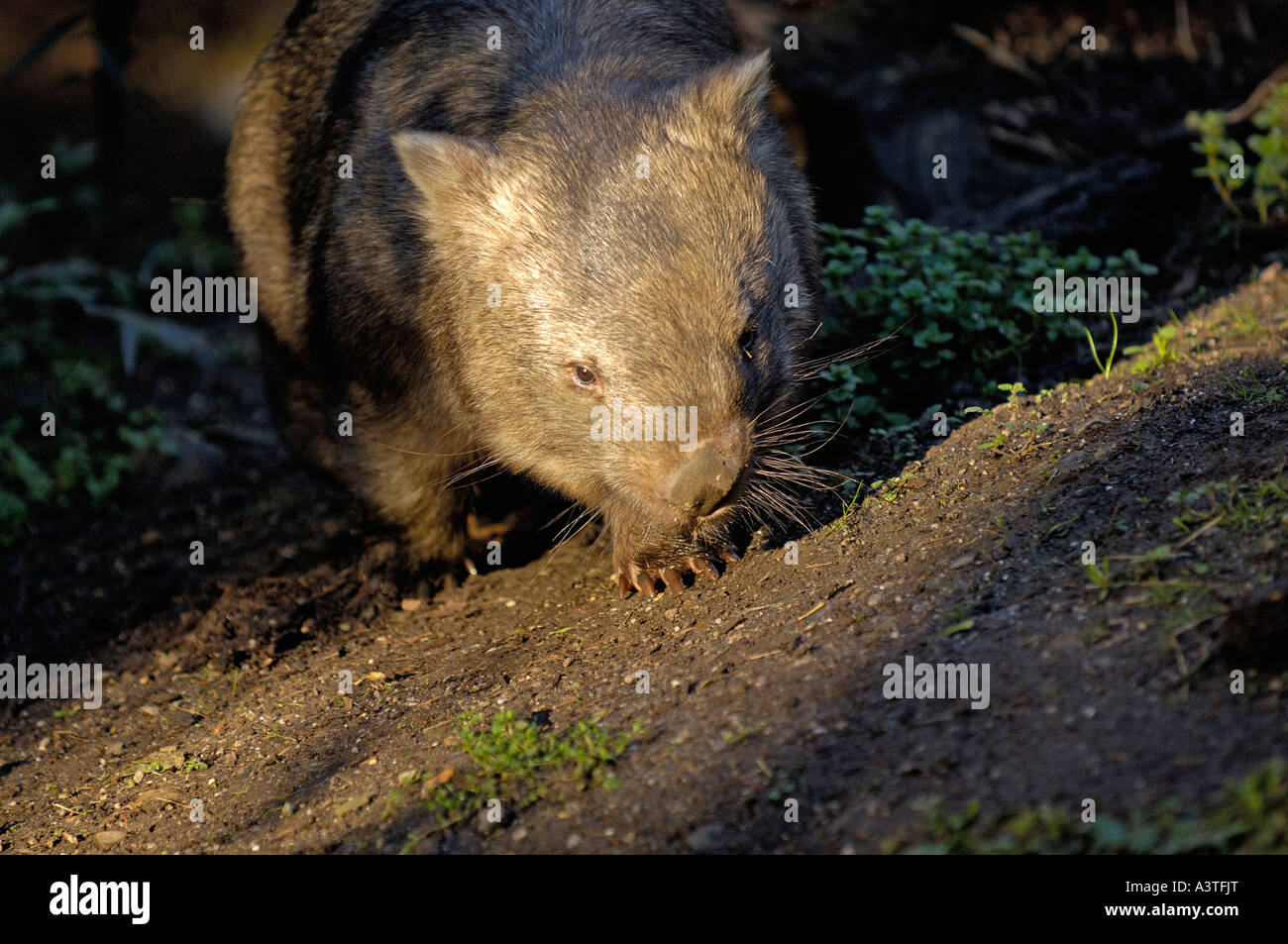 Wombat eating hi-res stock photography and images - Alamy
