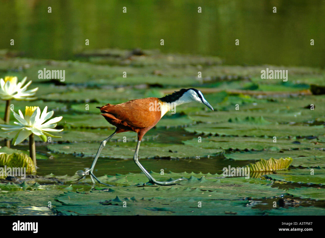 Lily trotter hi-res stock photography and images - Alamy