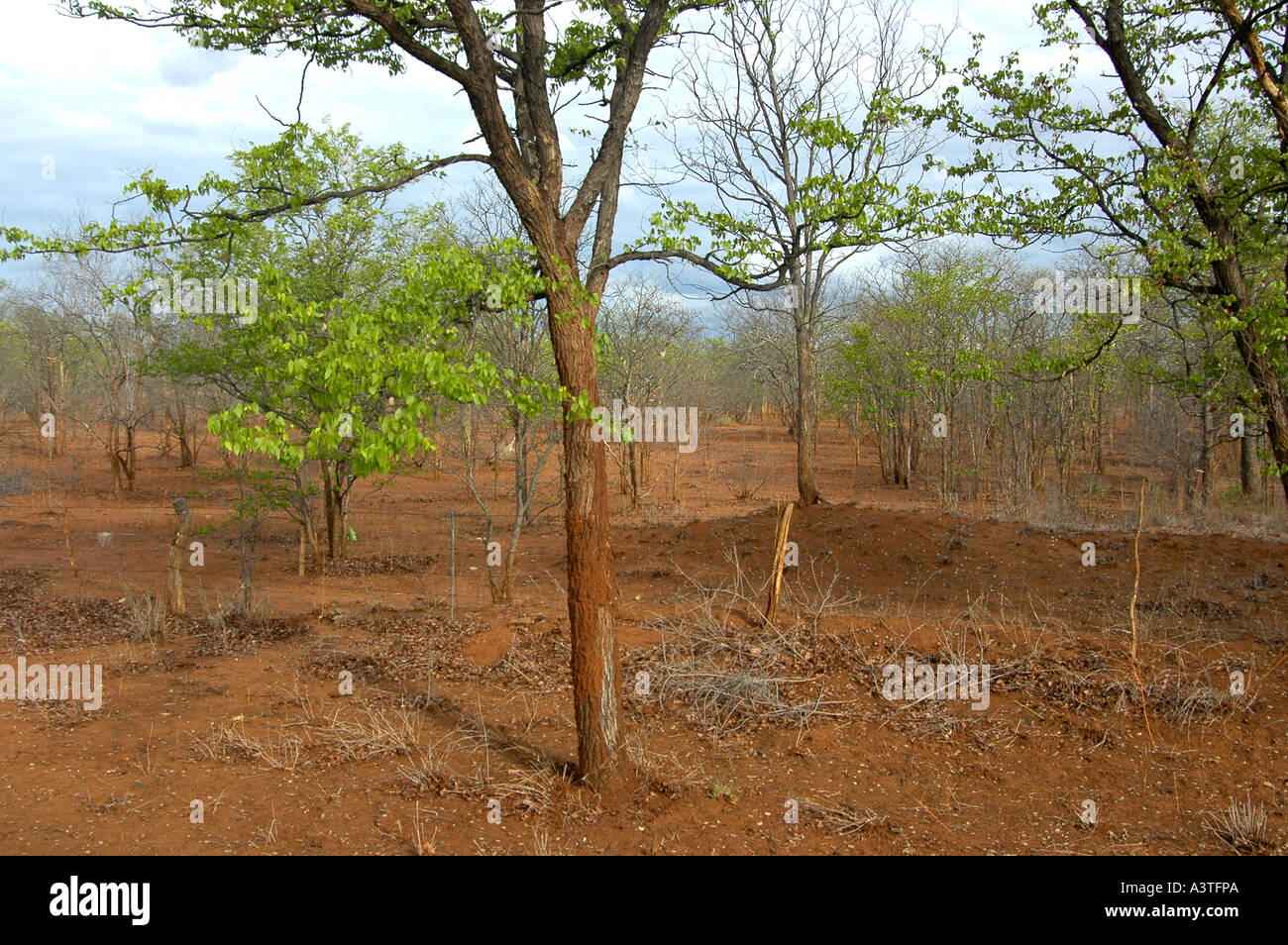 Mopane trees in drought, Zimbabwe Stock Photo - Alamy