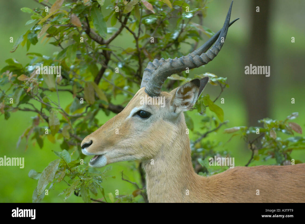 Side view head impala ram hi-res stock photography and images - Alamy