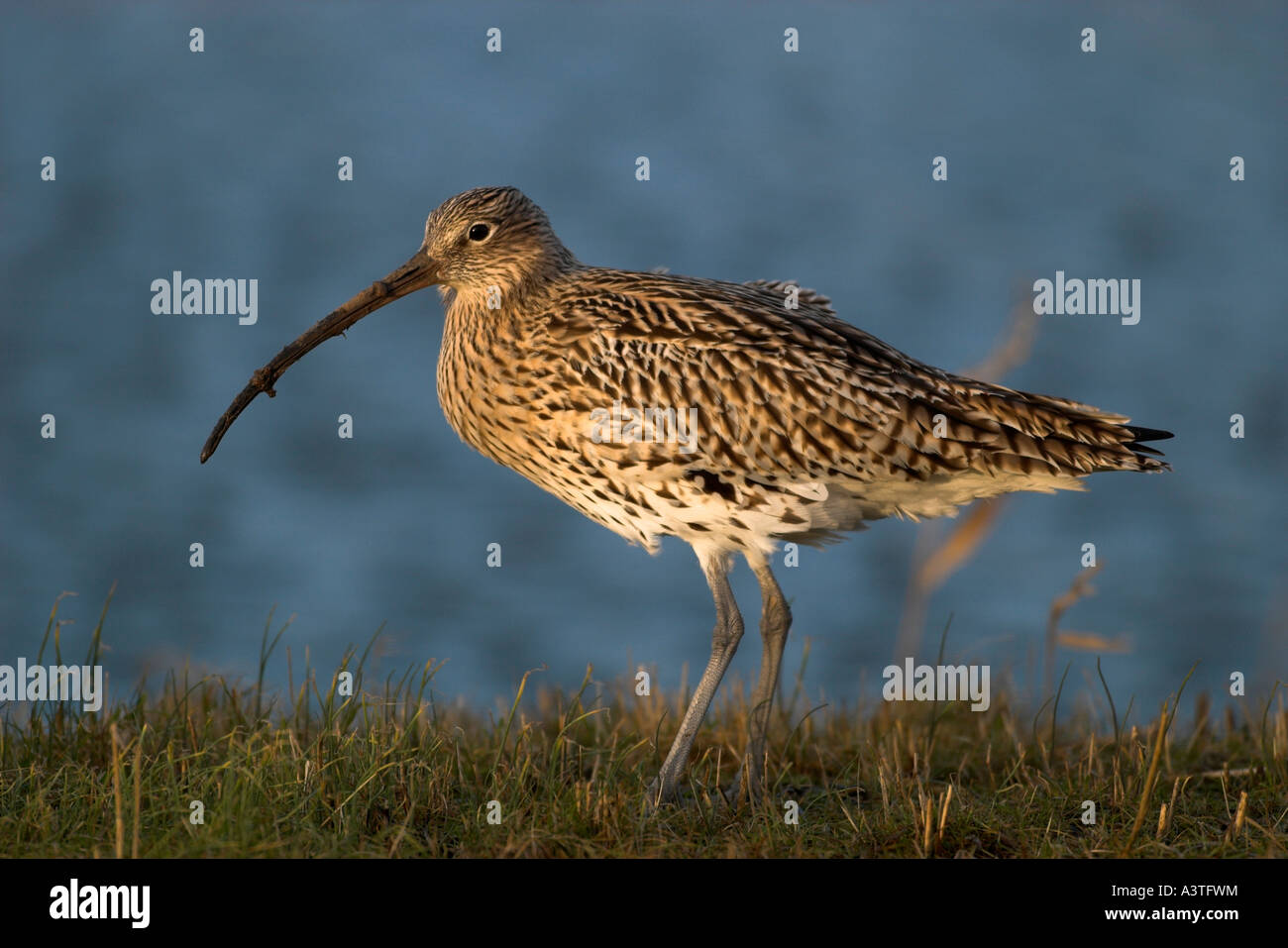 Curlew (Numenius arquata Stock Photo - Alamy