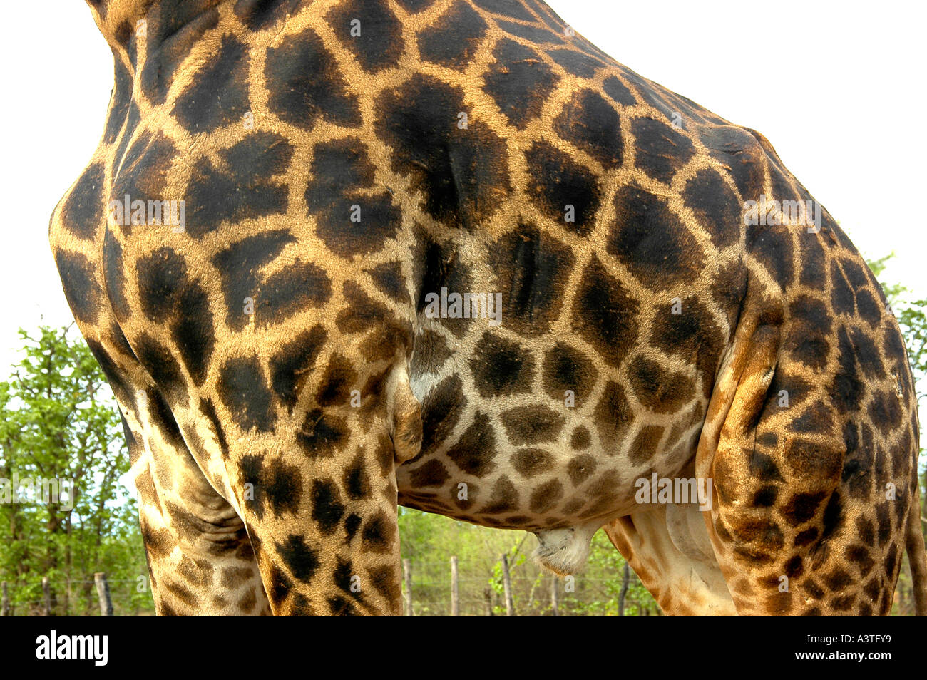 Dark pattern of male bull giraffe in Southern Africa Stock Photo - Alamy