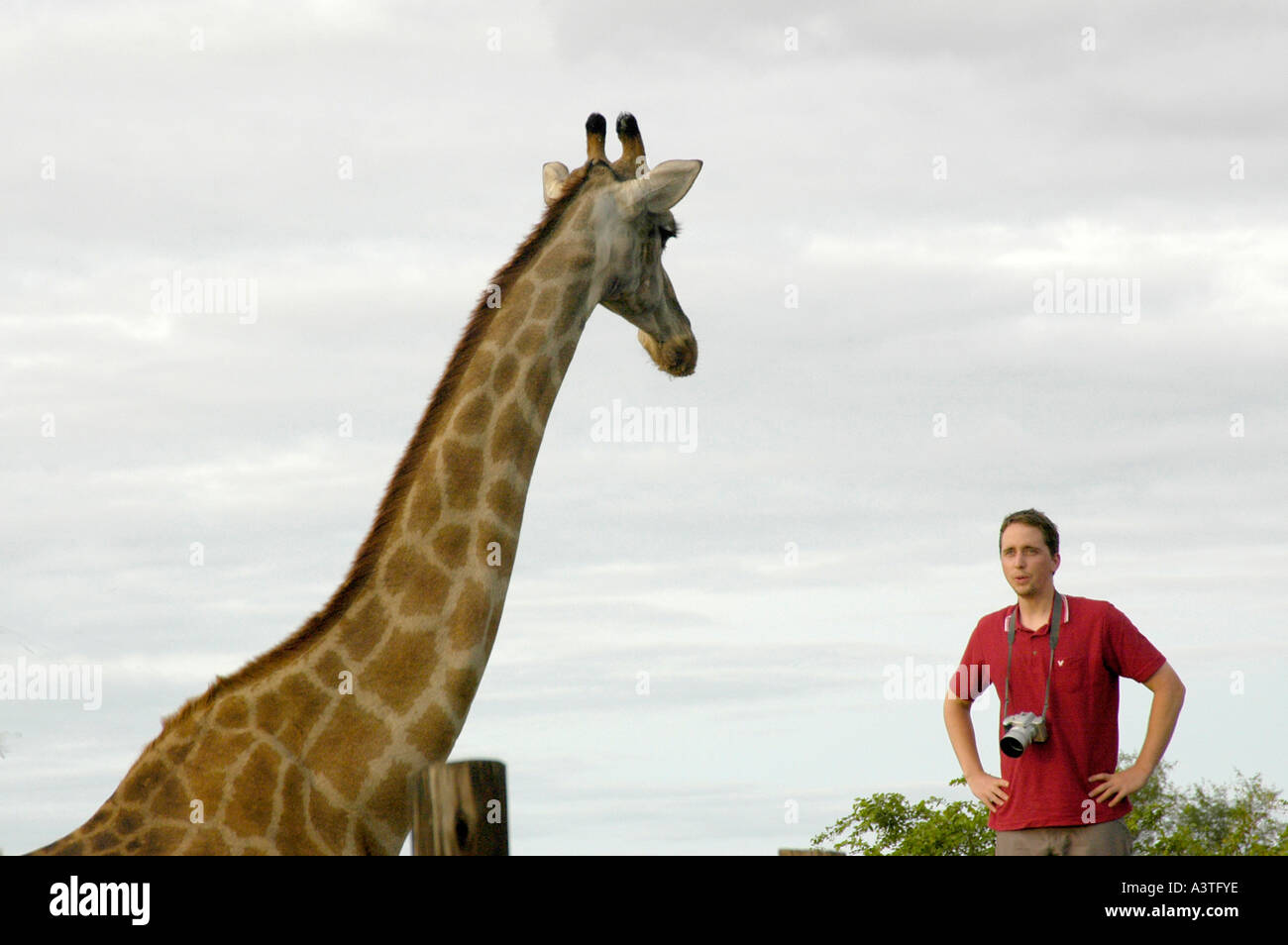 female giraffe looking down at photographer at Bubi River lodge ...