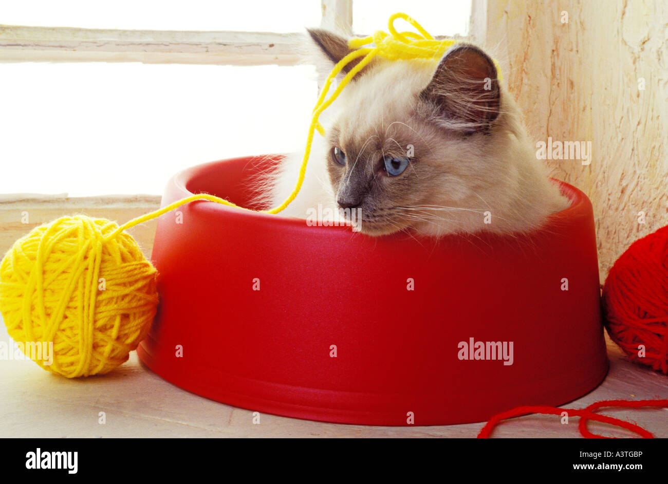 Cat with string in cat bowl Stock Photo - Alamy