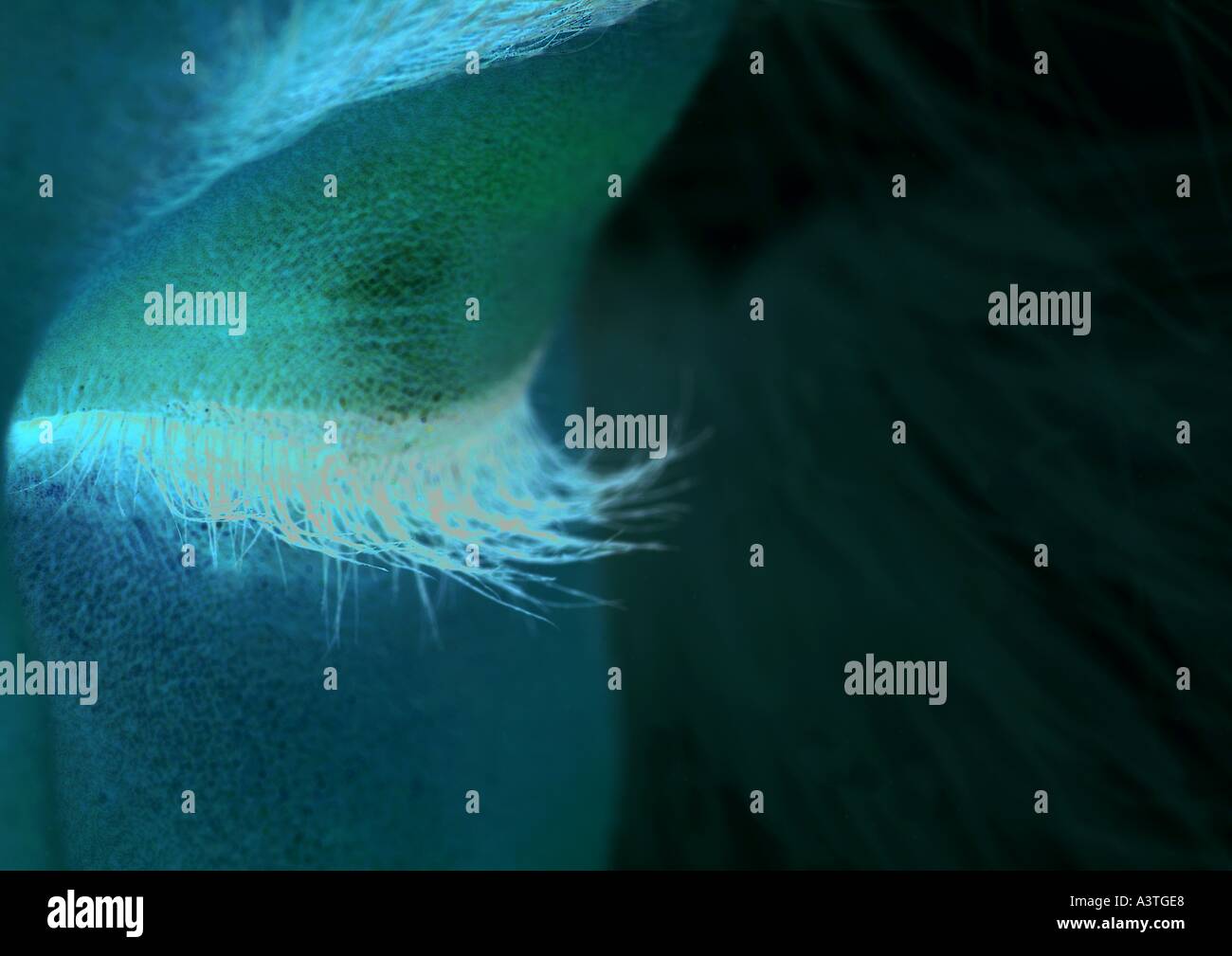 Face Close ups Female Stock Photo - Alamy