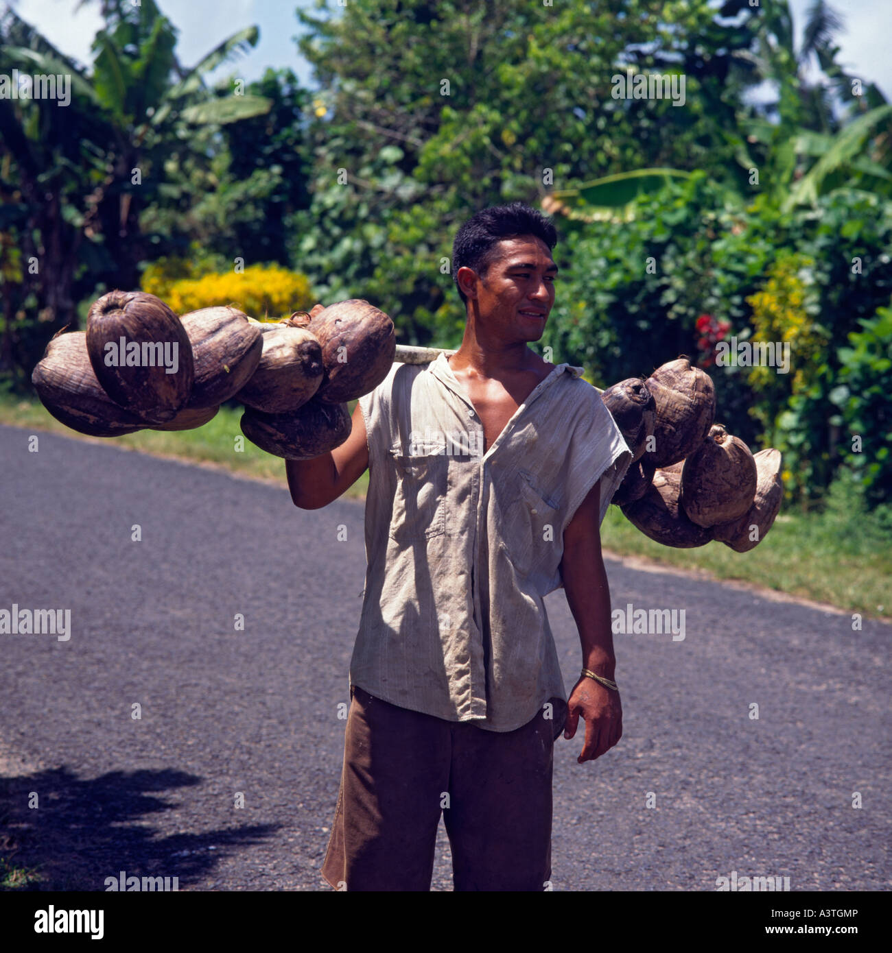 Young local man carrying a yoke of heavy freshly harvested coconuts ...