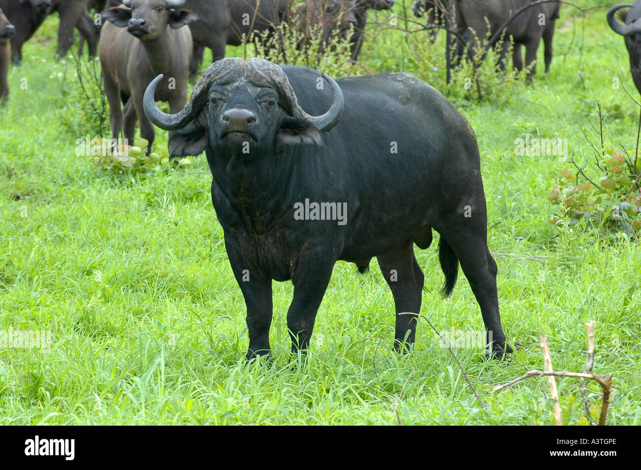 Cape buffalo bull protecting his herd in Kruger Park South Africa Stock ...