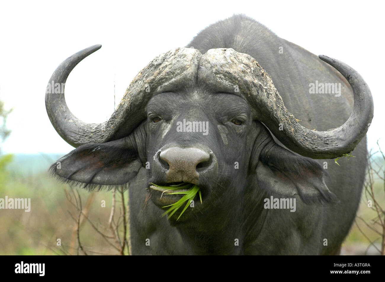 Buffalo bull in Kruger Park South Africa Stock Photo - Alamy