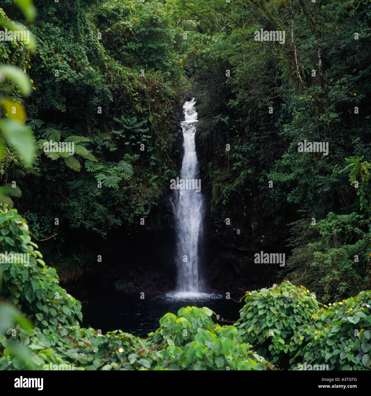 Lush greenery and dark foliage surrounds Olemoe Waterfall as it falls ...